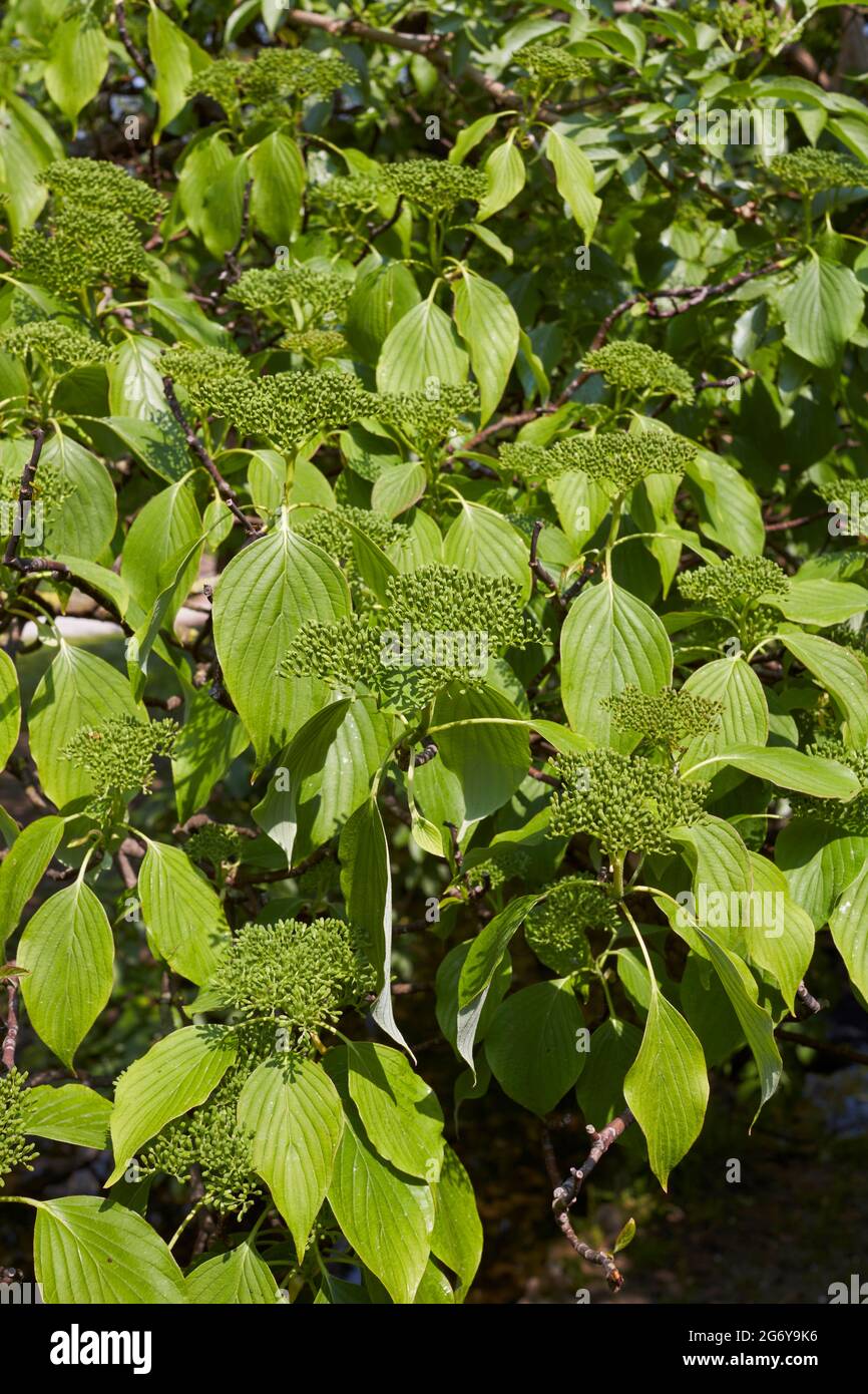 Cornus alternifolia tree in bloom Stock Photo - Alamy