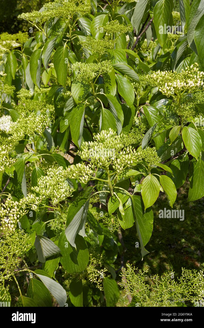 Cornus alternifolia tree in bloom Stock Photo - Alamy