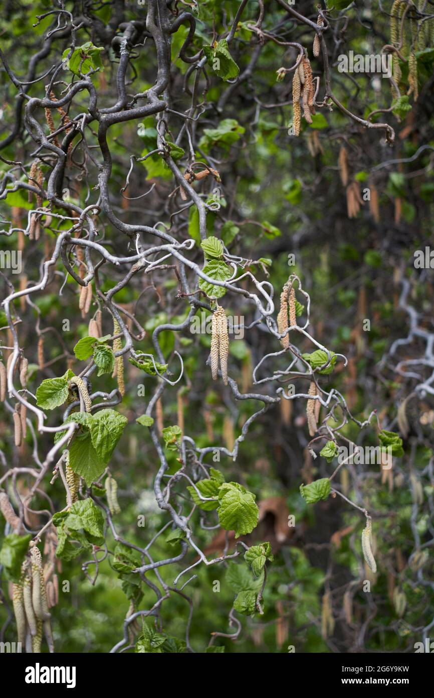 Contorted hazel corylus avellana contorta hi-res stock photography and ...