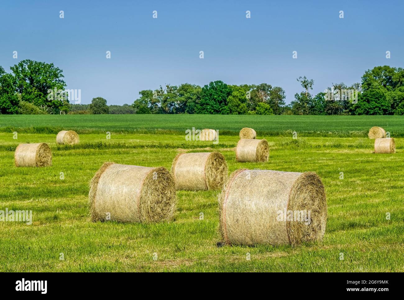 Heuballen, Feld, Brandenburg, Deutschland Stock Photo - Alamy