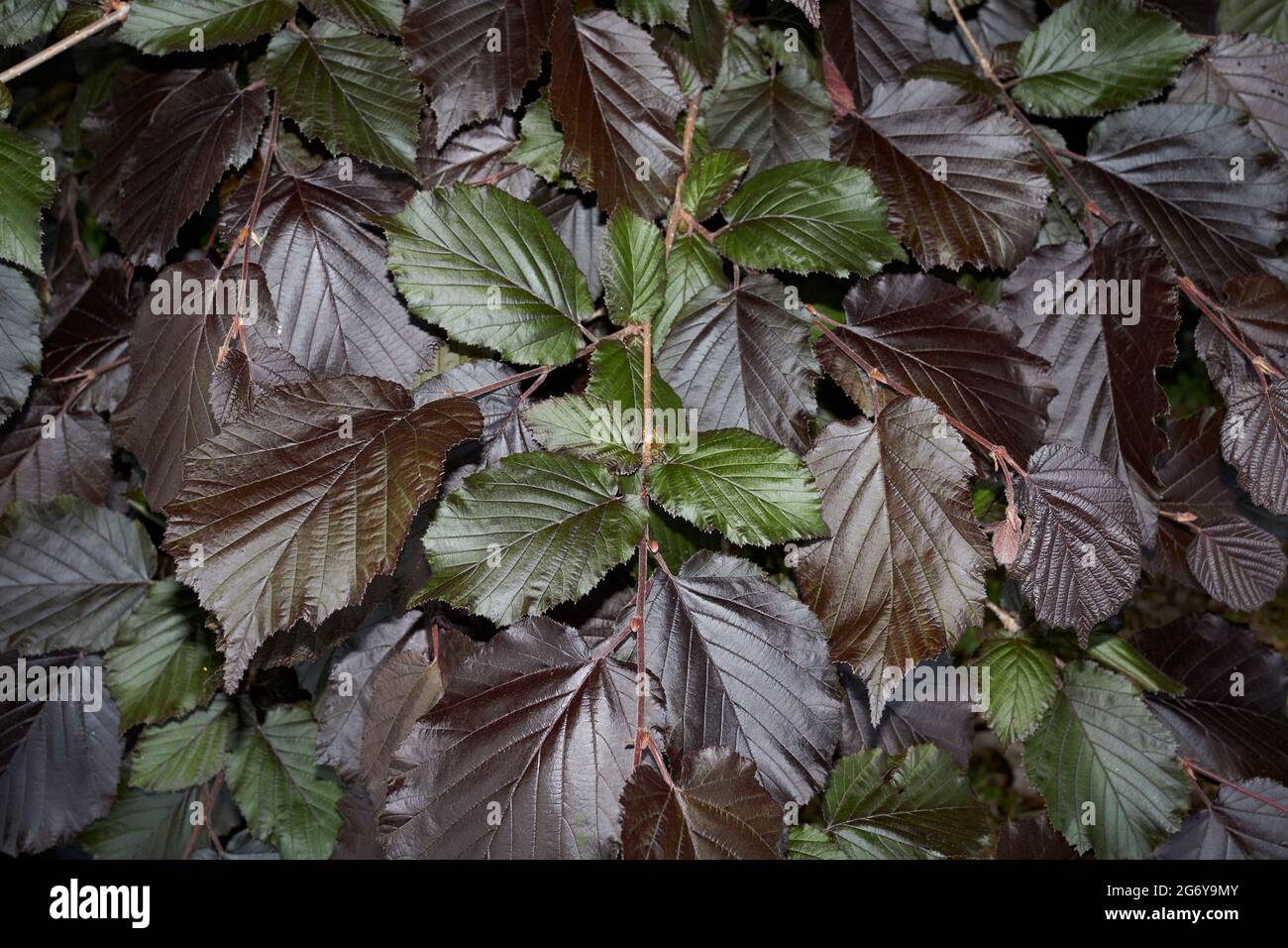 Corylus purpurea hi-res stock photography and images - Alamy