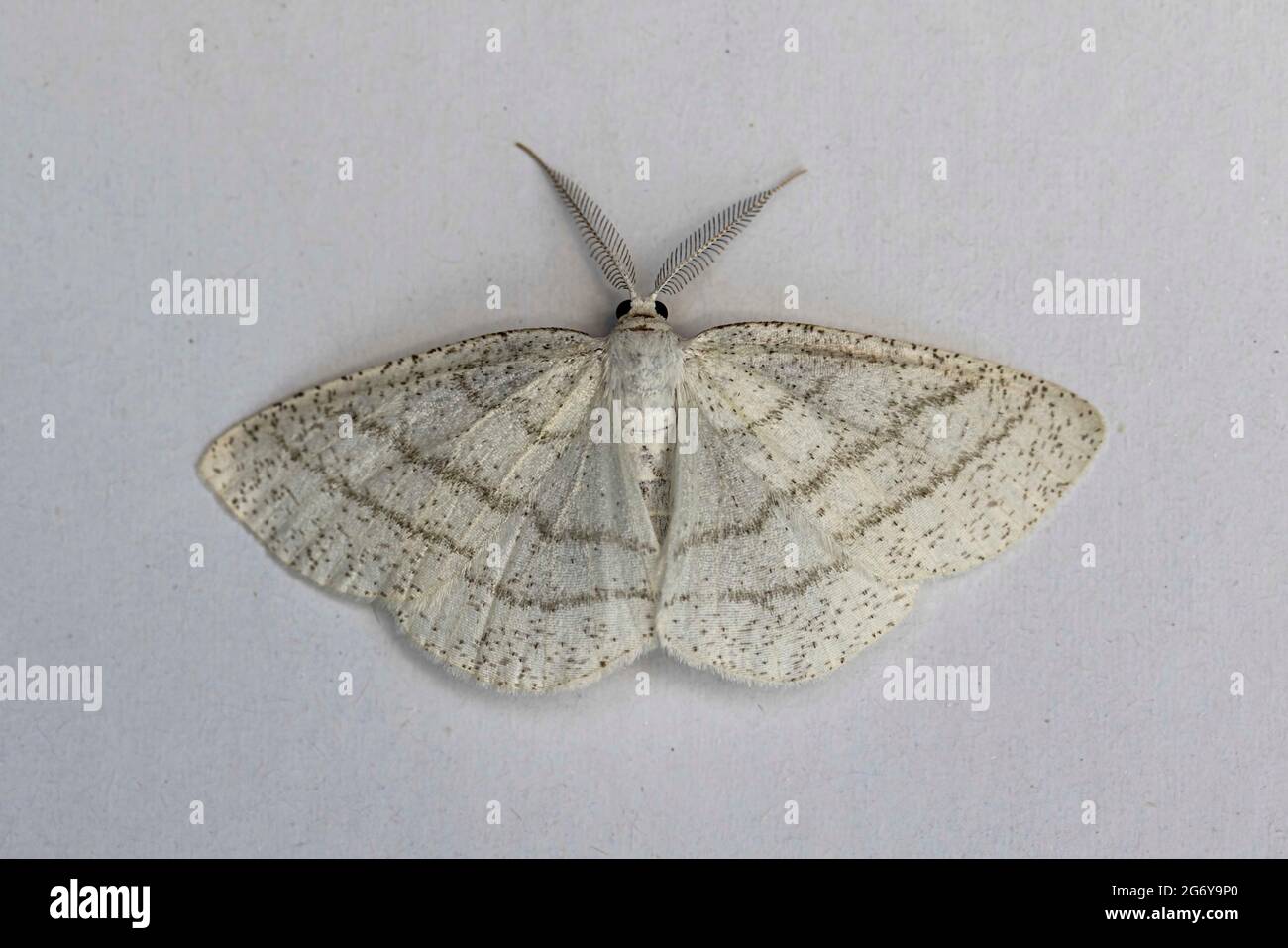 Common White Wave Moth (Cabera pusaria Stock Photo - Alamy