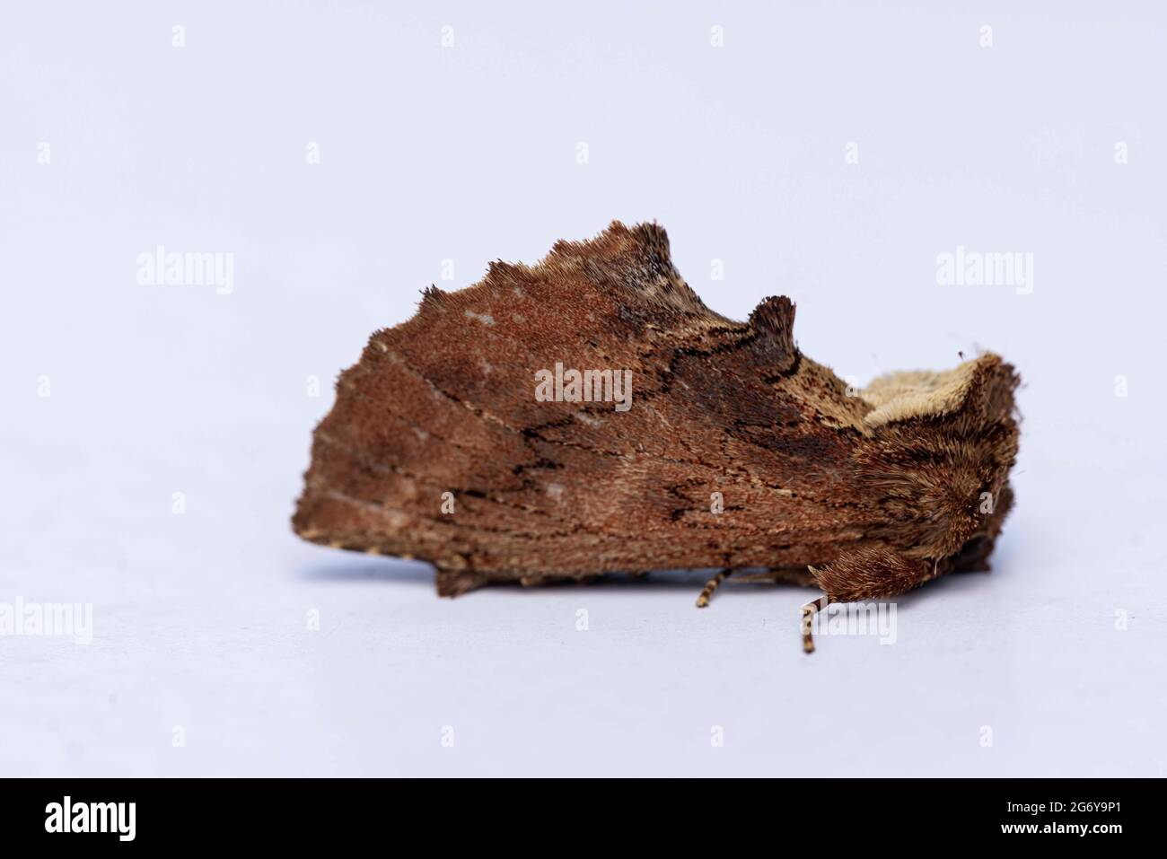 Coxcomb Prominent (Ptilodon capucina Stock Photo - Alamy