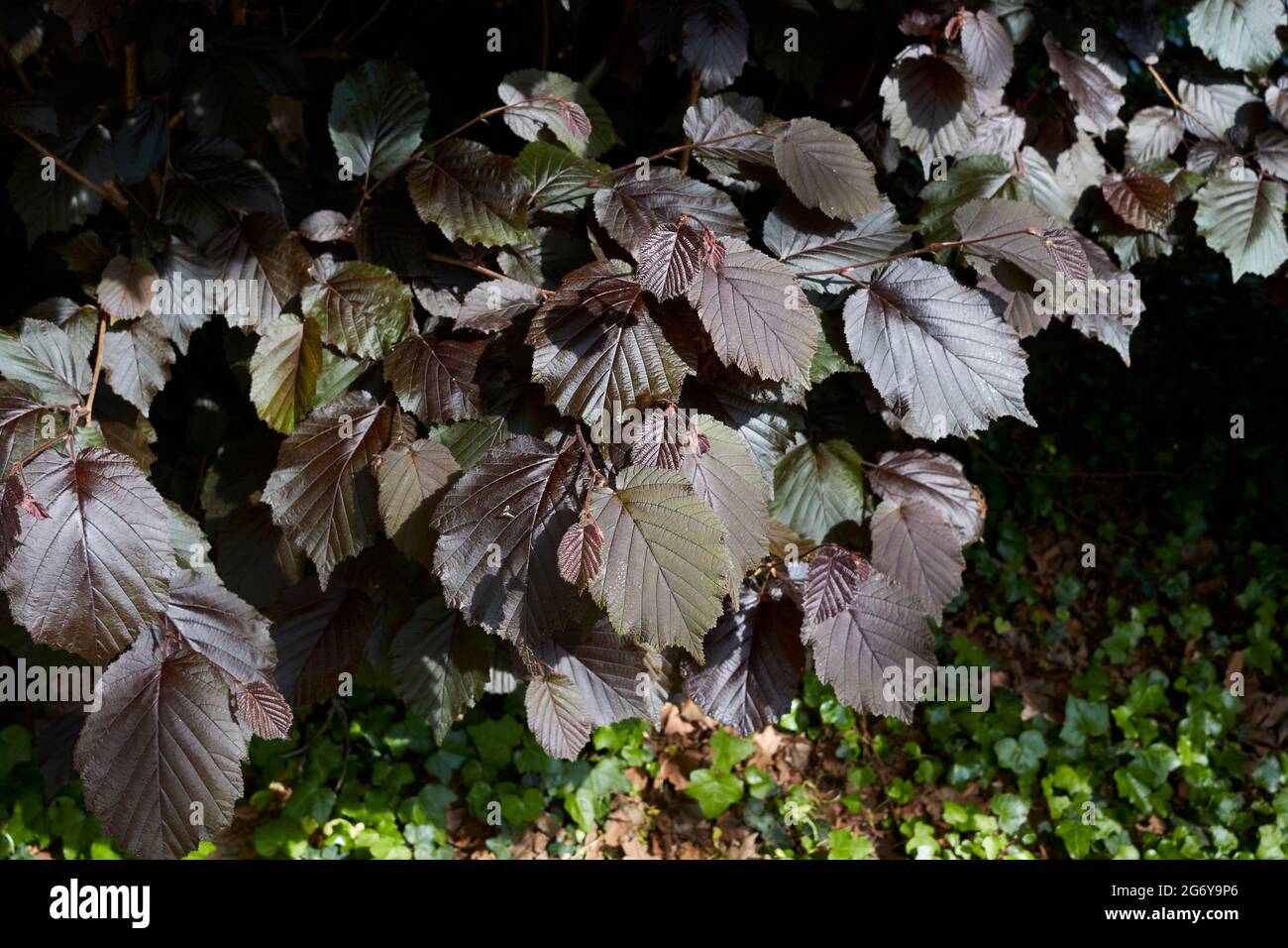 Corylus purpurea hi-res stock photography and images - Alamy