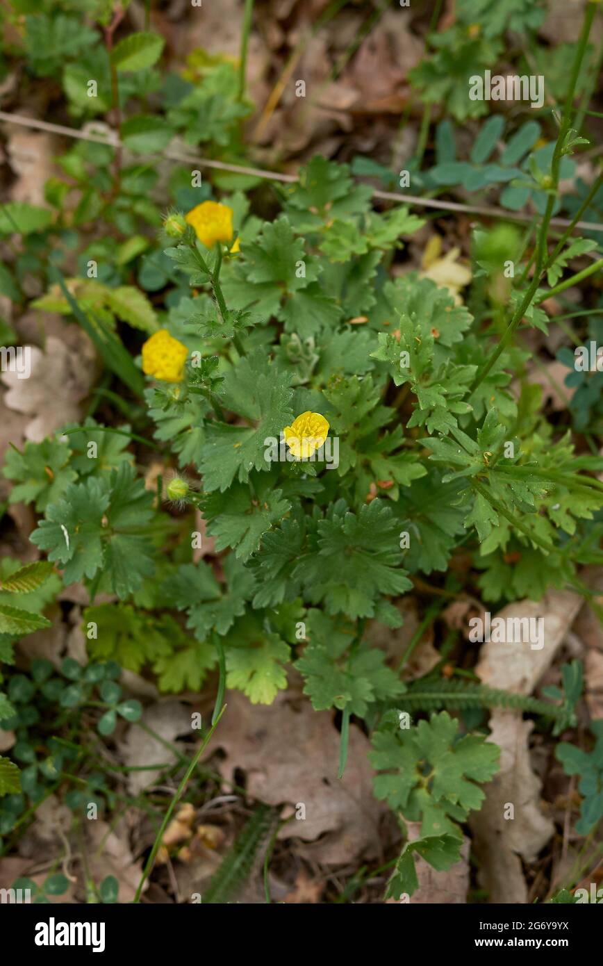 textured leaves and yellow flowers of Ranunculus bulbosus plant Stock ...