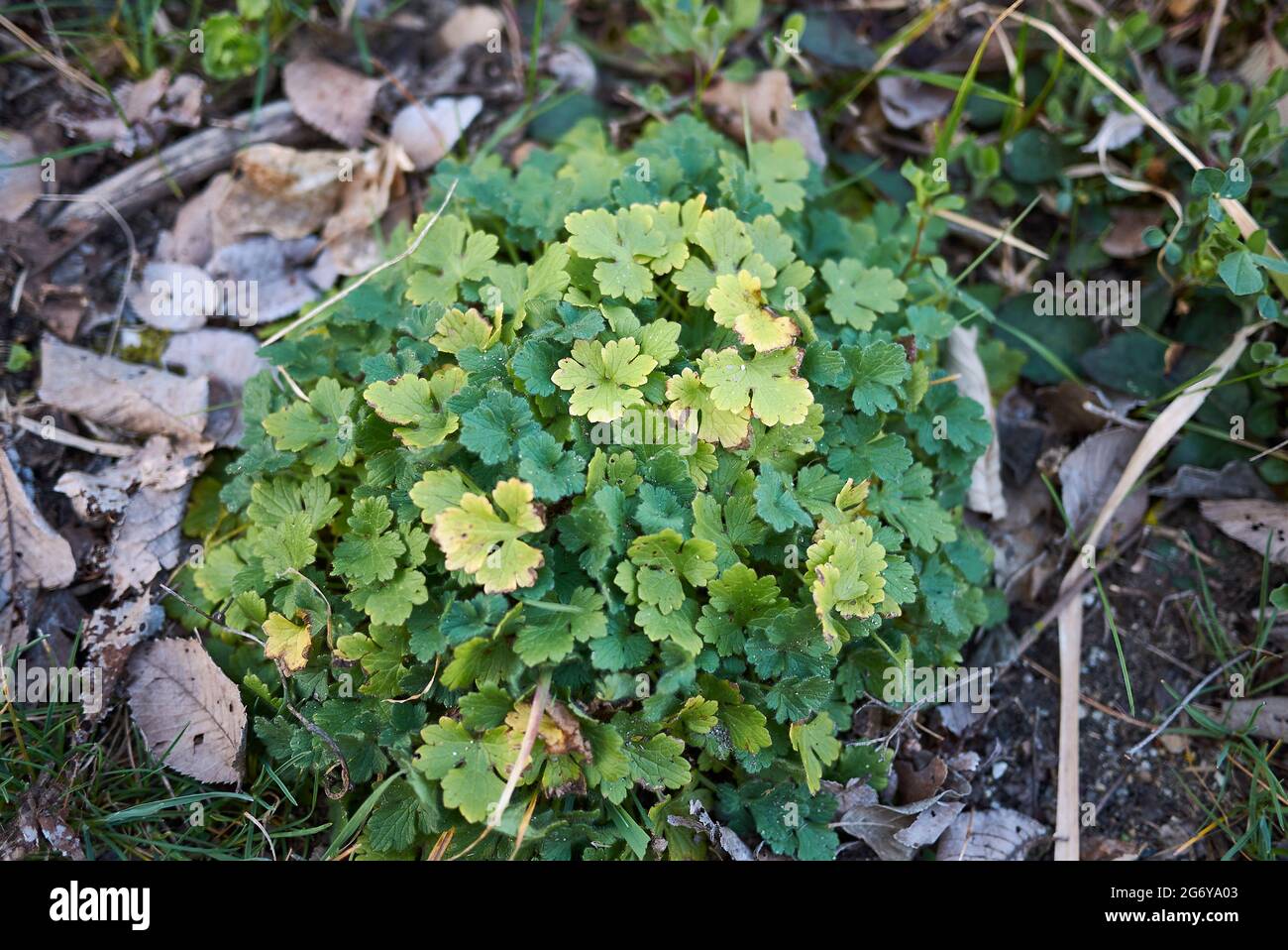 textured leaves and yellow flowers of Ranunculus bulbosus plant Stock ...