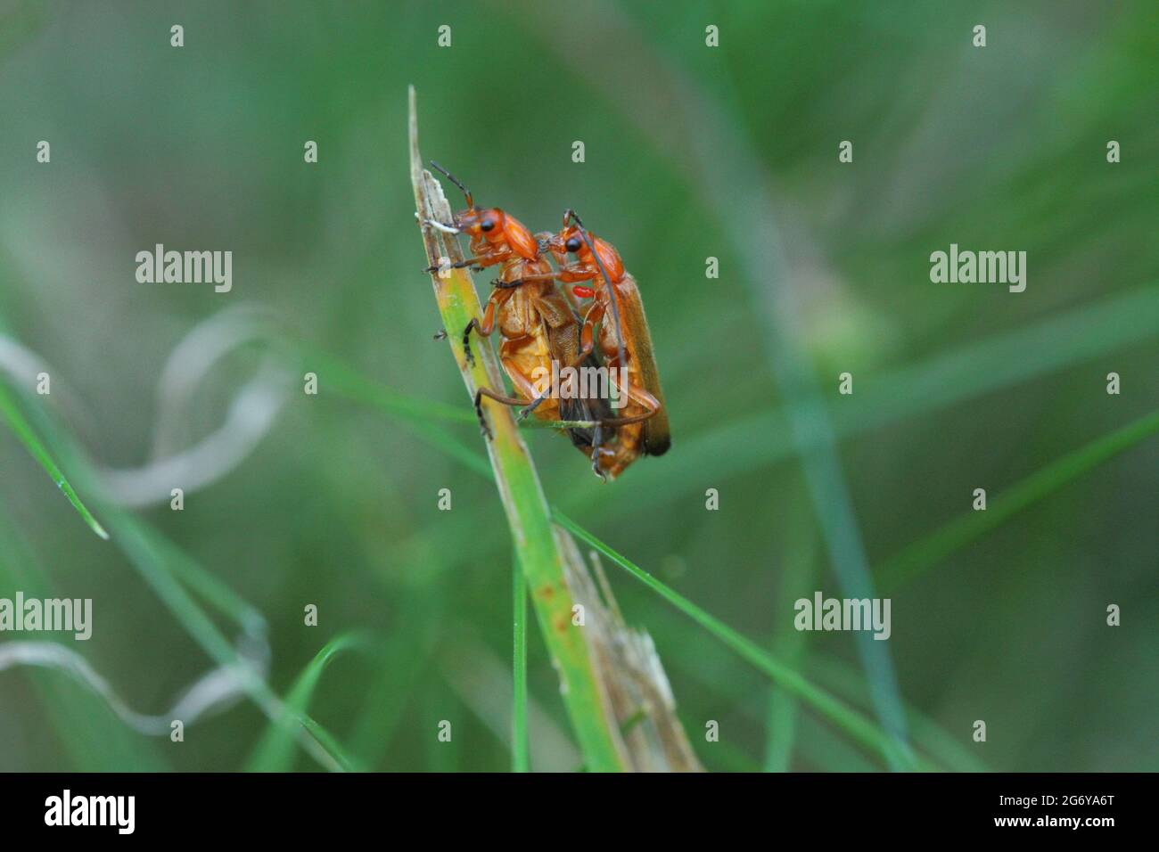 Bug proliferation hi-res stock photography and images - Alamy