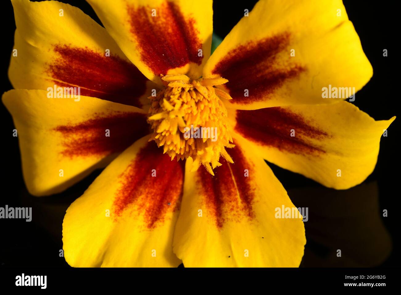 Tagete sample hi-res stock photography and images - Alamy