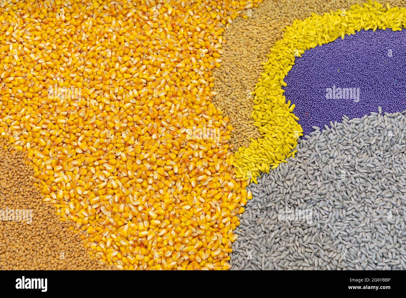 Yellow Maize Corn and Colourful Seeds Agriculture Stock Photo - Alamy