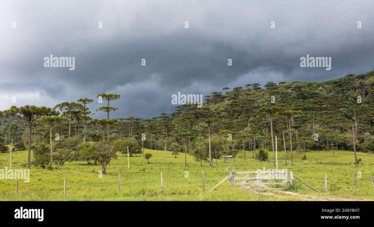 Rural area and forest during a cloudy in Brazil Stock Photo - Alamy