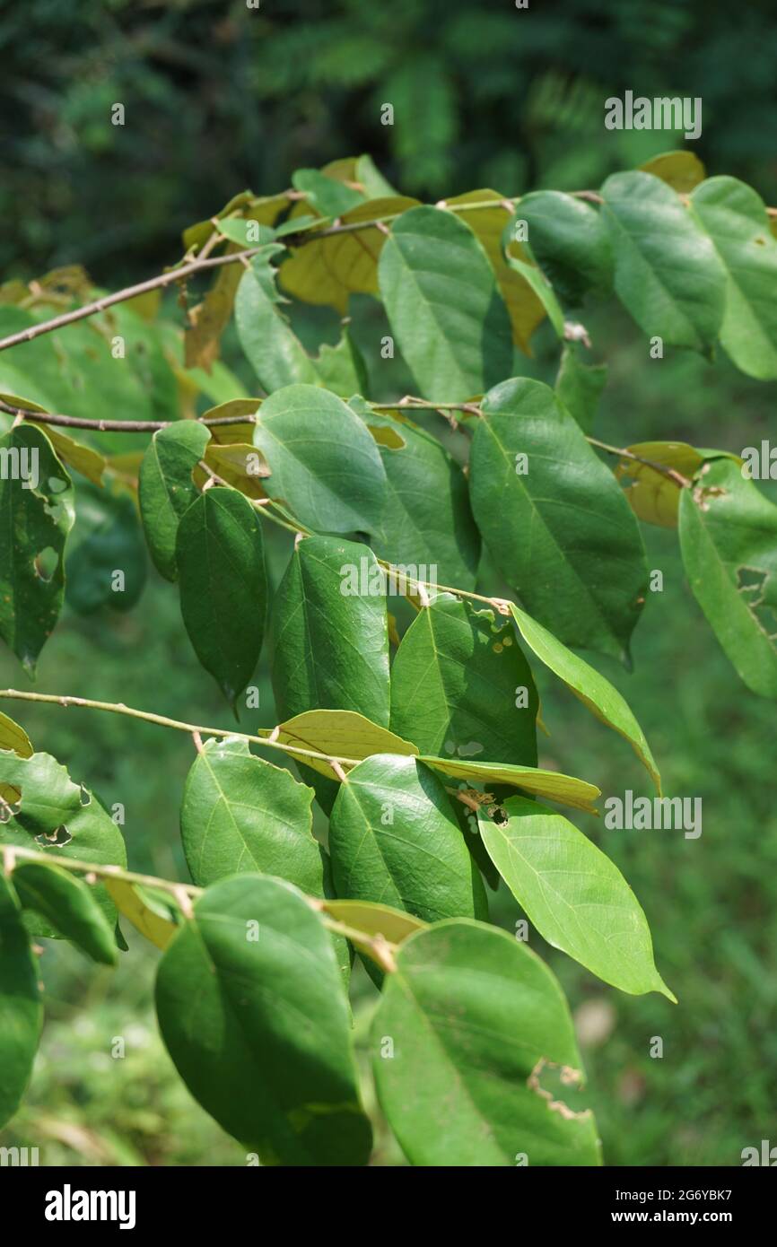 Pterospermum javanicum leaves with a natural background. Indonesian ...