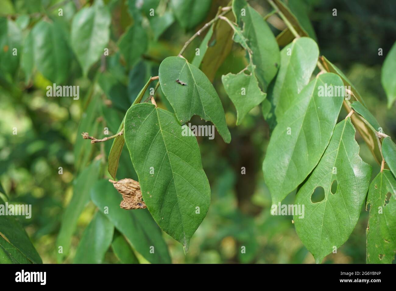 Pterospermum javanicum leaves with a natural background. Indonesian ...