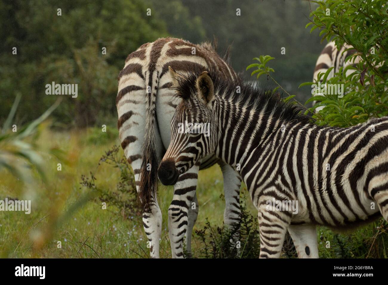 Burchells Zebra in South Africa Stock Photo - Alamy
