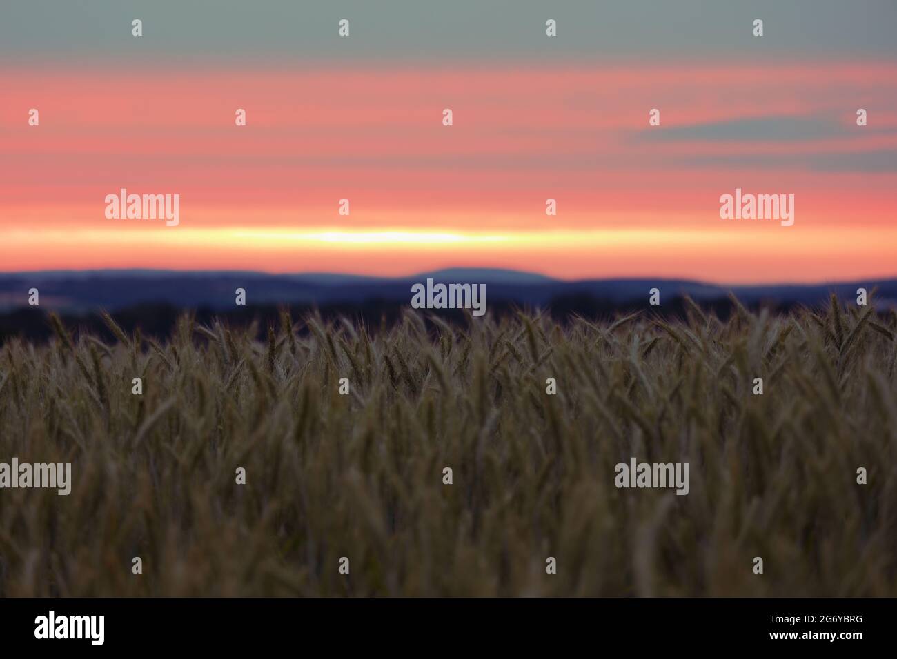 barley field in sun set Stock Photo - Alamy