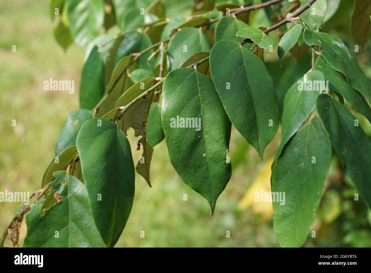 Pterospermum javanicum leaves with a natural background. Indonesian ...