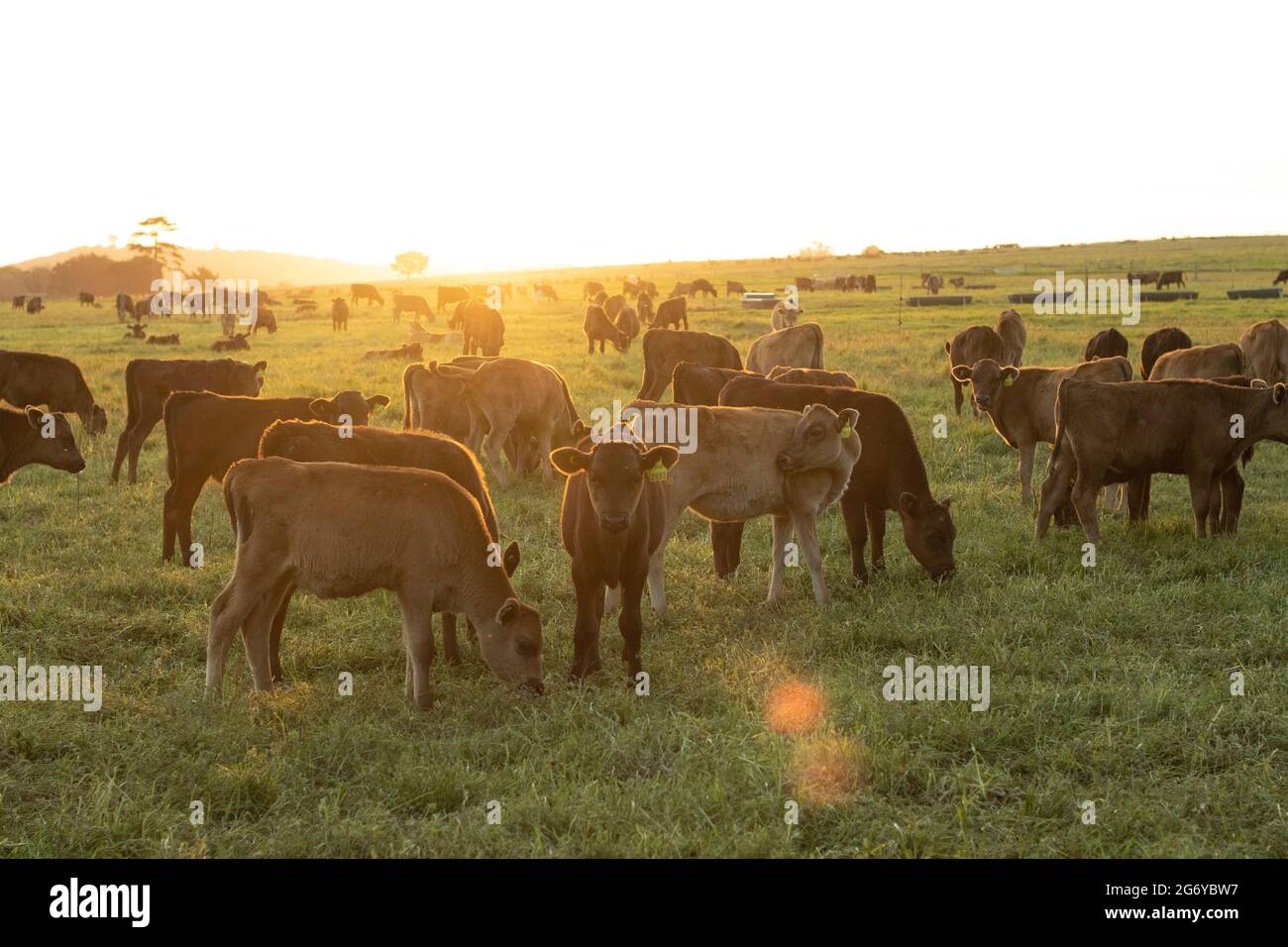 Cows and calves at sunset Stock Photo - Alamy