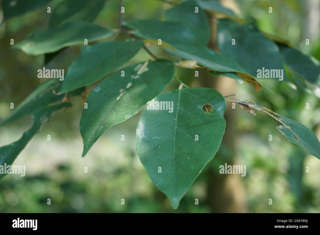 Pterospermum javanicum leaves with a natural background. Indonesian ...