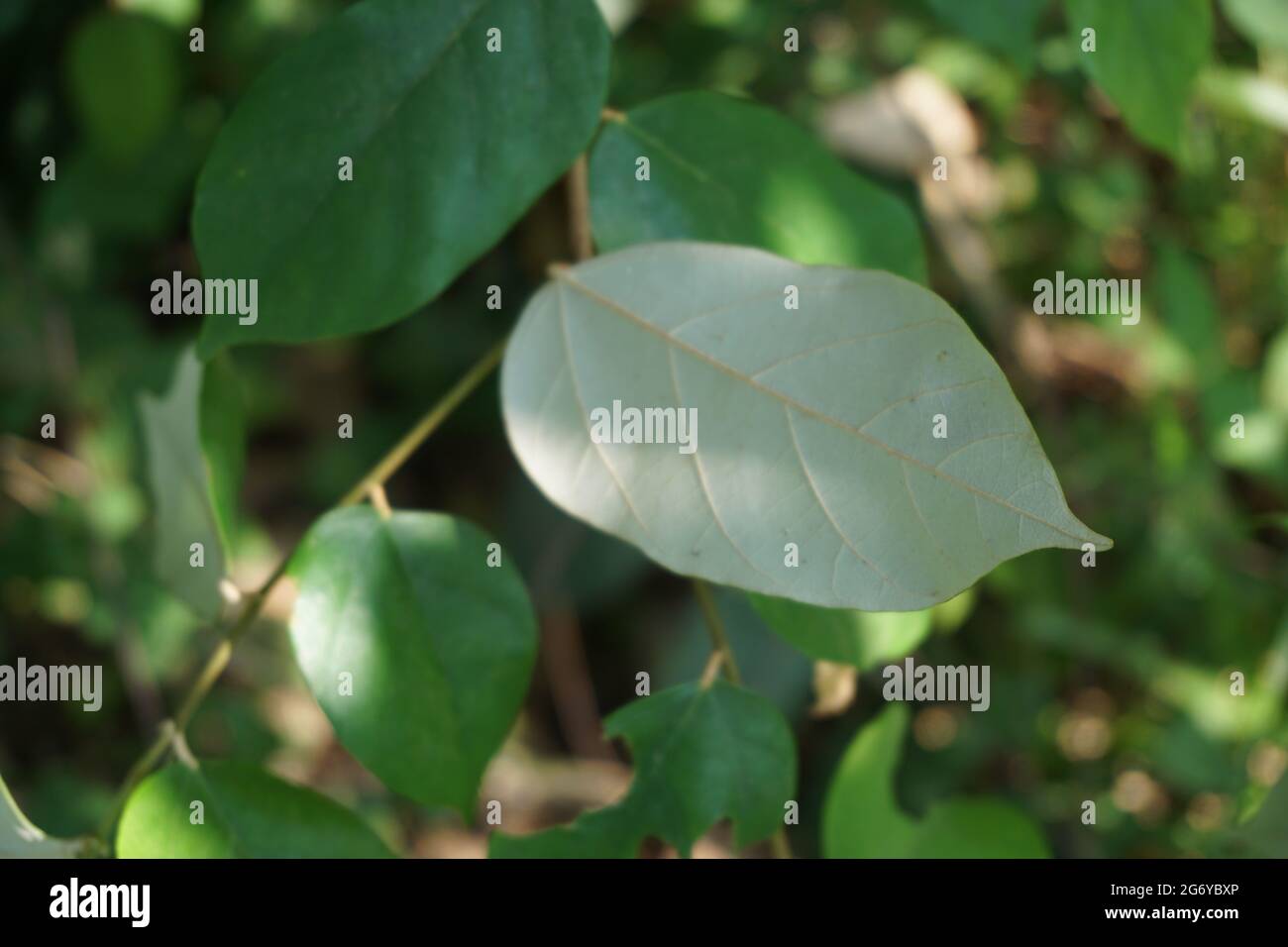 Pterospermum javanicum leaves with a natural background. Indonesian ...