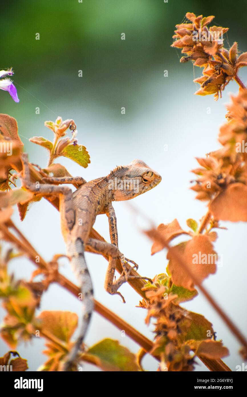 Closeup shot of an Oriental garden lizard - Calotes Versicolor on a ...