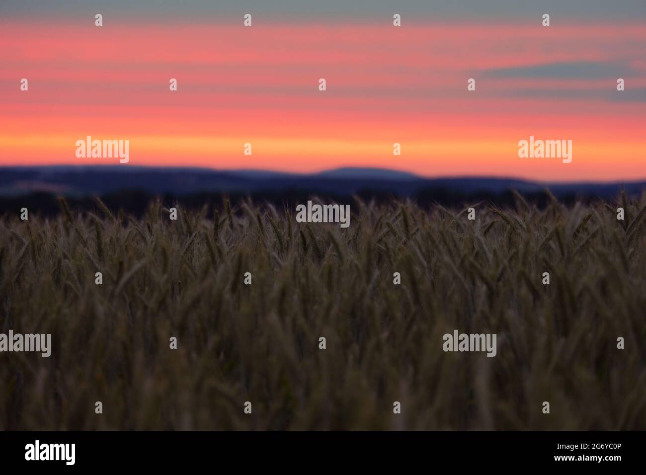 Barley field with sun hi-res stock photography and images - Alamy