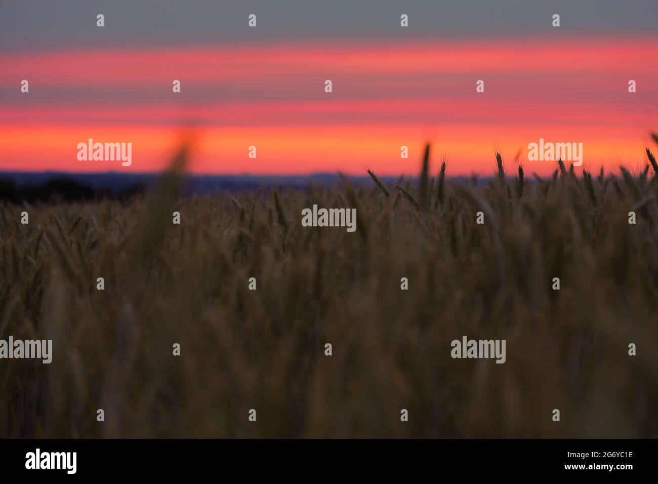 barley field in sun set Stock Photo - Alamy