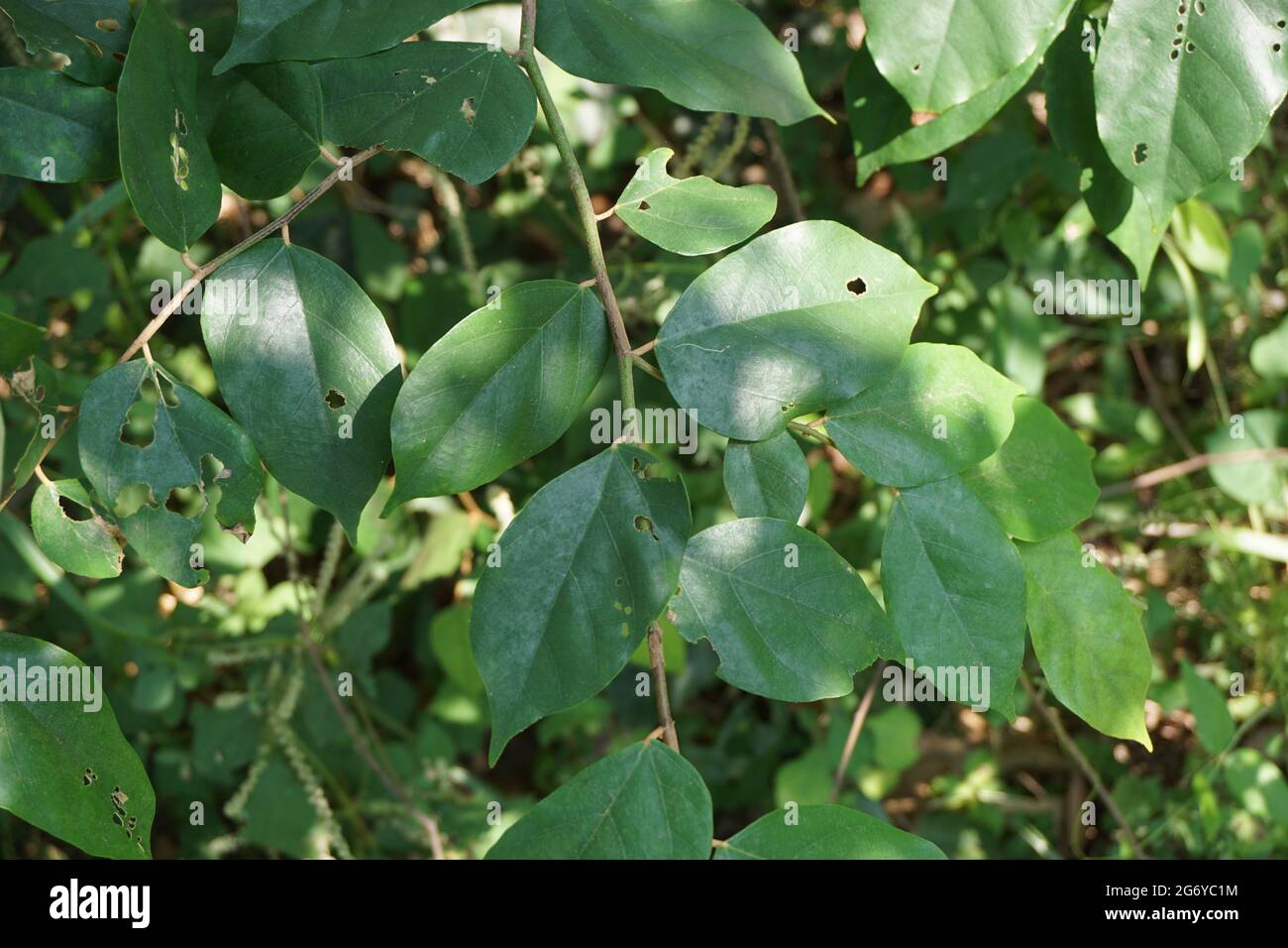 Pterospermum javanicum leaves with a natural background. Indonesian ...