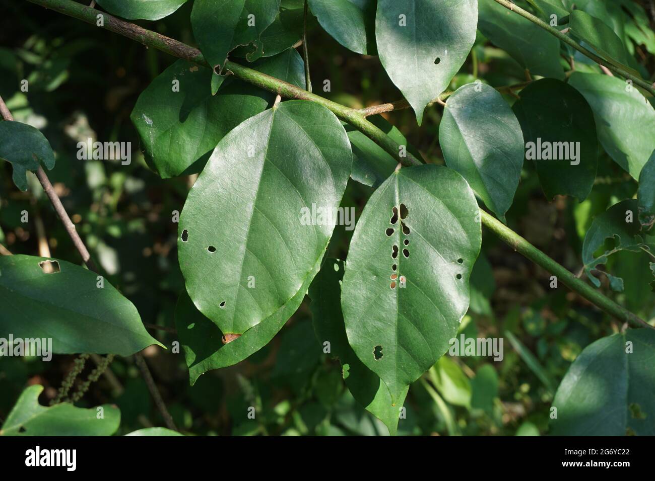 Pterospermum javanicum leaves with a natural background. Indonesian ...