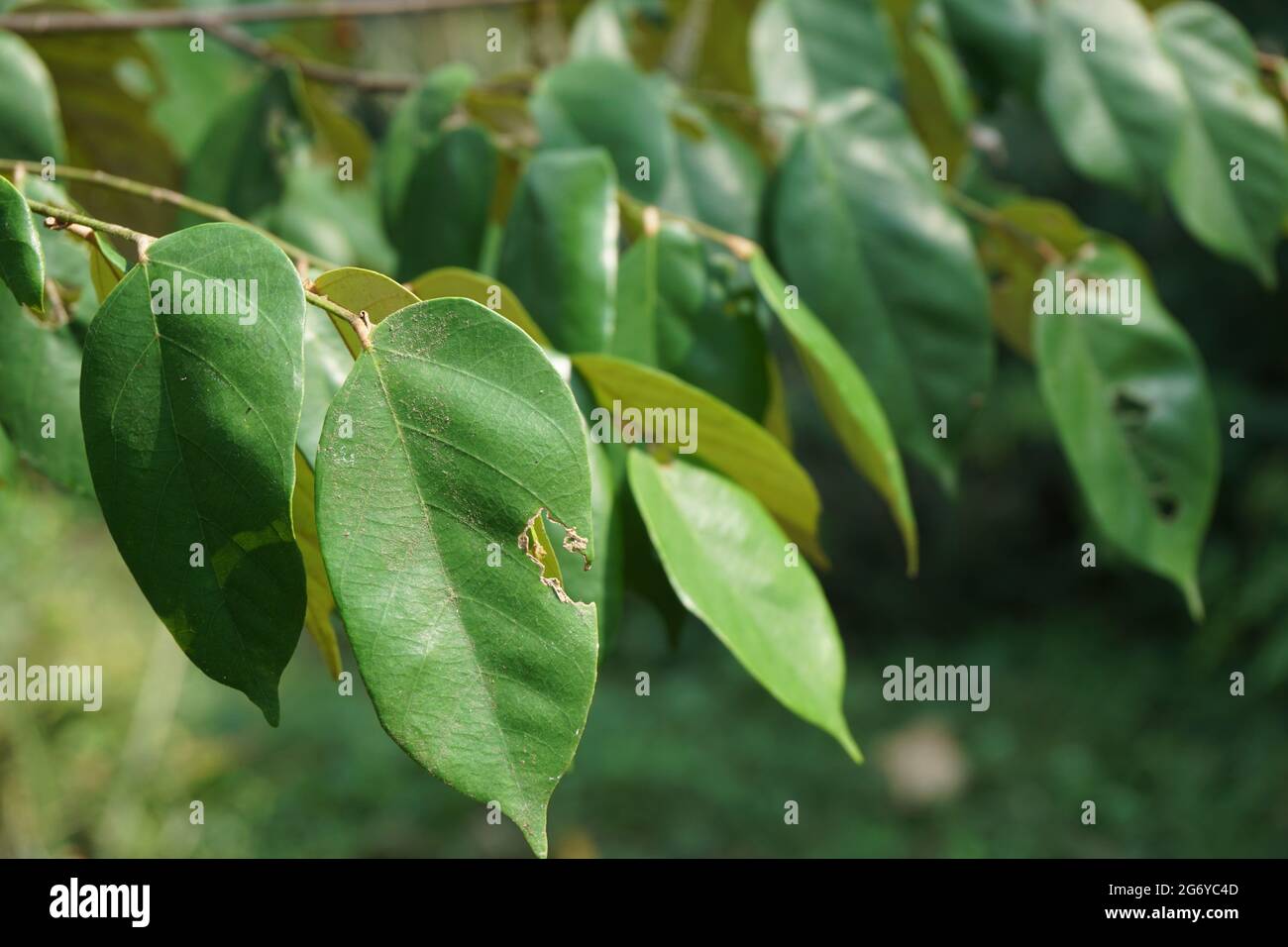 Pterospermum javanicum leaves with a natural background. Indonesian ...