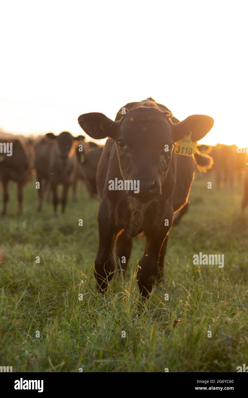 Cattle and calves at sunset Stock Photo - Alamy