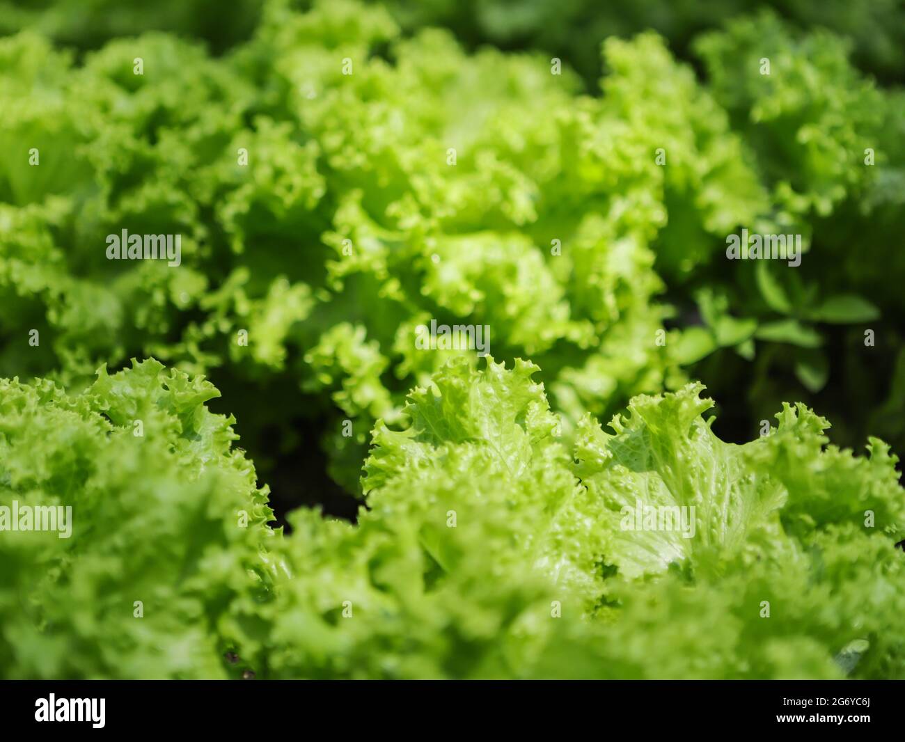Lettuce leaves, crisp in a vegetable garden, with some blurred spots ...