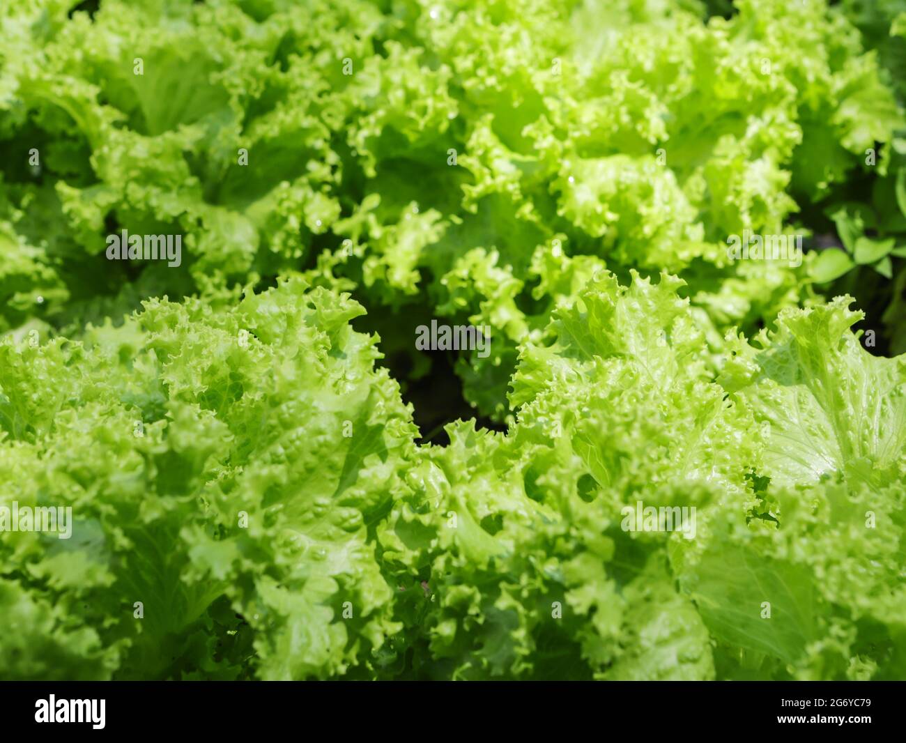 Lettuce leaves, crisp in a vegetable garden, with some blurred spots ...