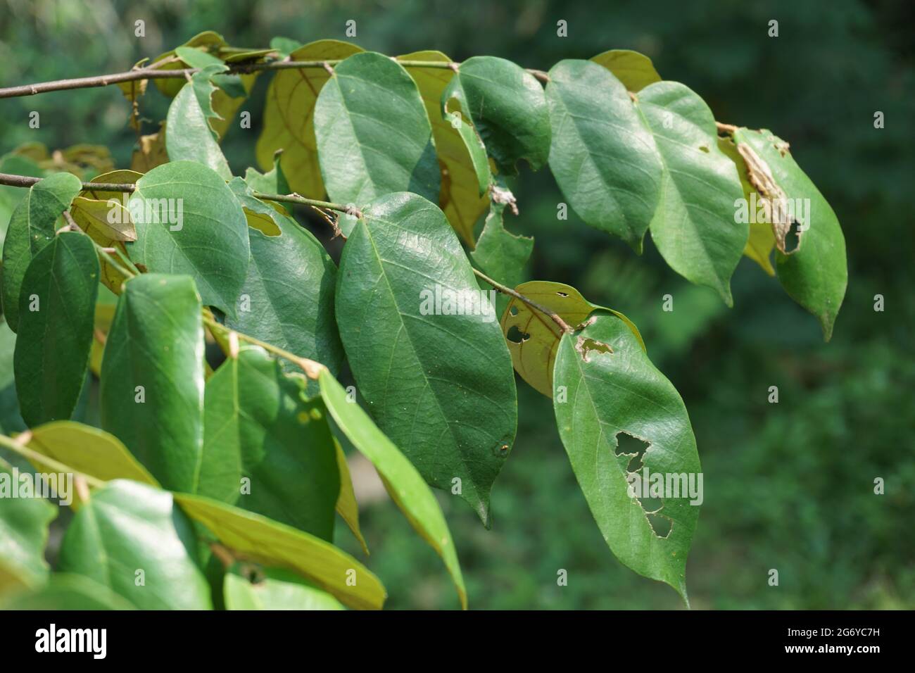 Pterospermum javanicum leaves with a natural background. Indonesian ...