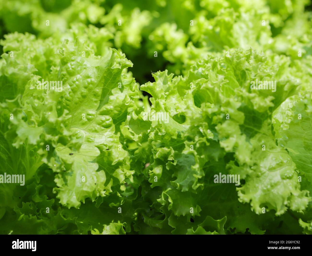 Lettuce leaves, crisp in a vegetable garden, with some blurred spots ...