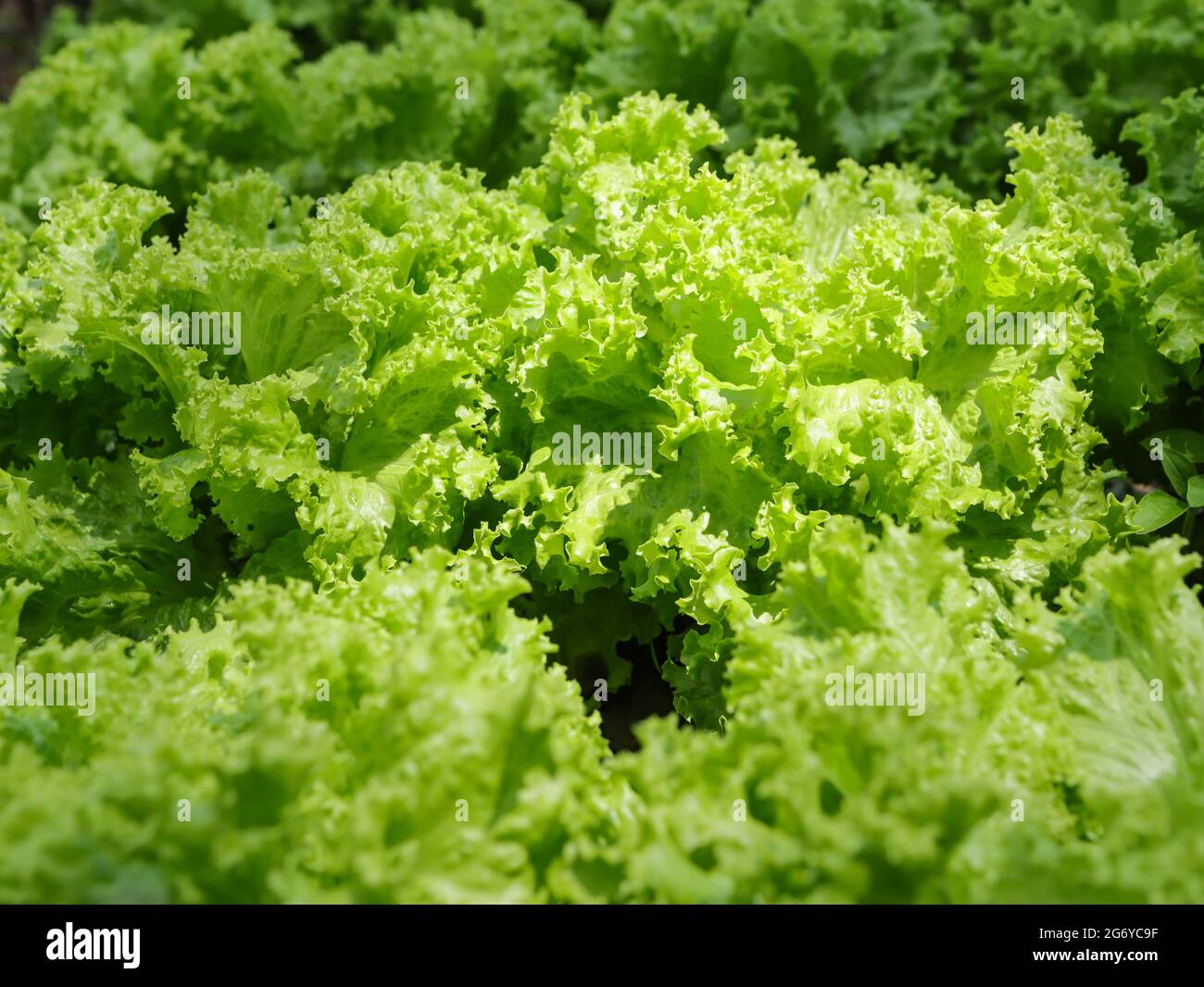 Lettuce leaves, crisp in a vegetable garden, with some blurred spots ...