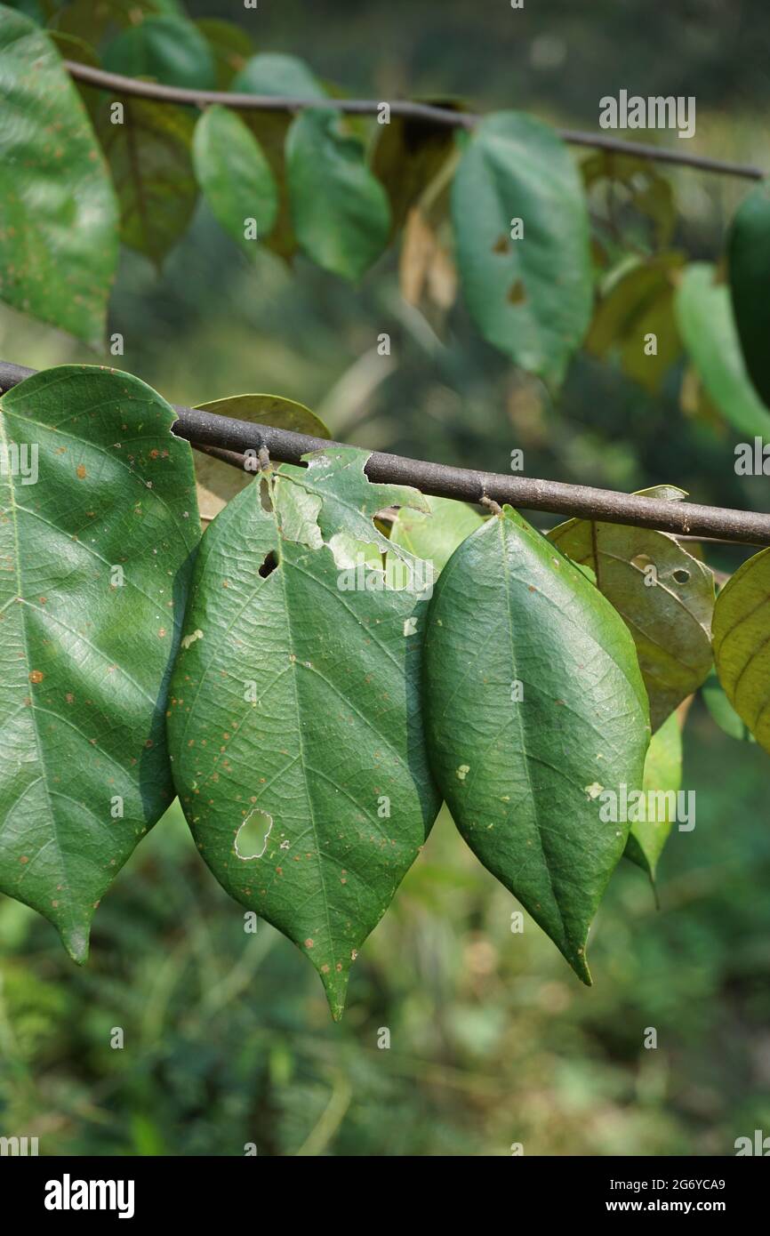 Pterospermum javanicum leaves with a natural background. Indonesian ...
