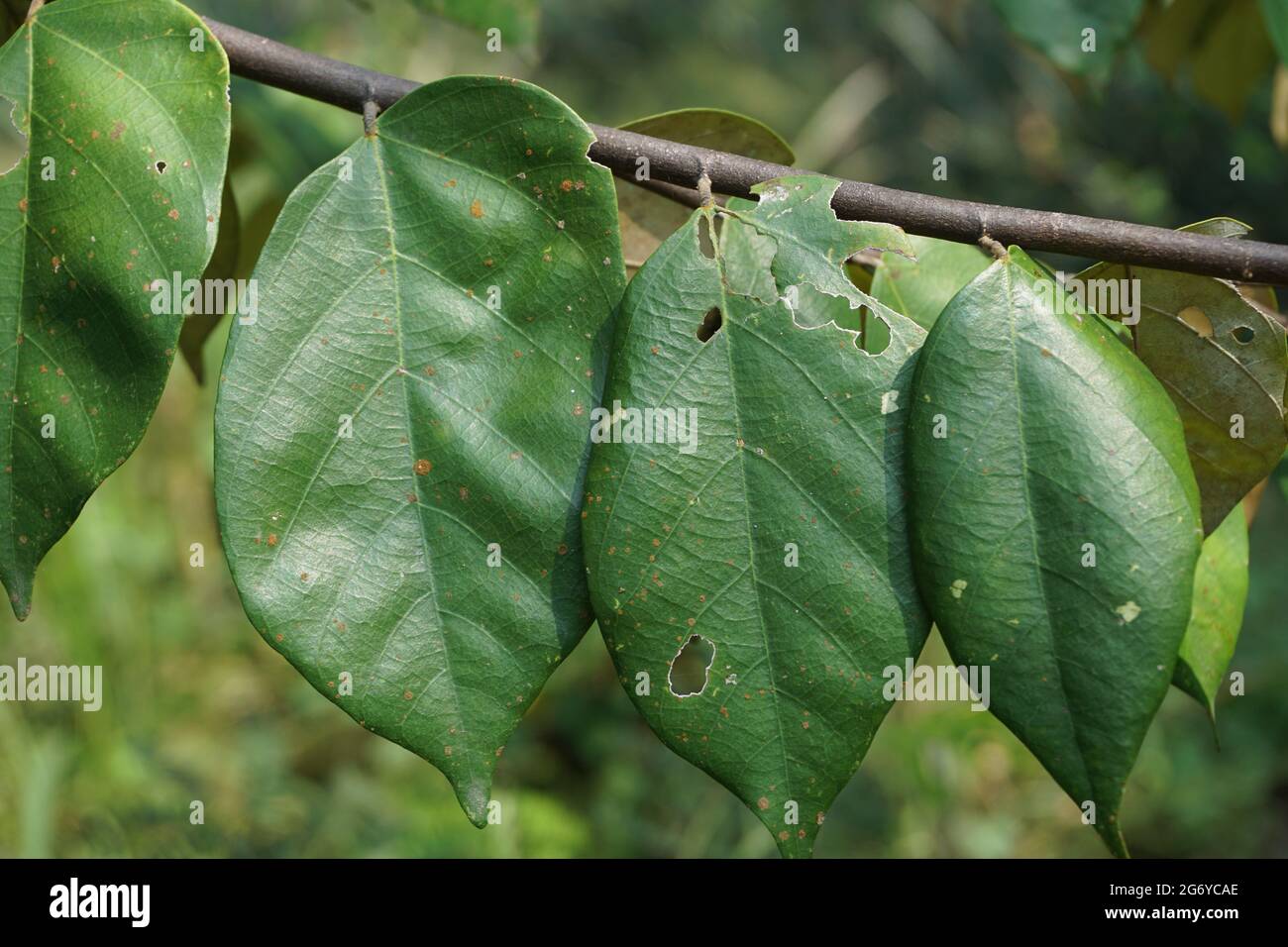 Pterospermum javanicum leaves with a natural background. Indonesian ...