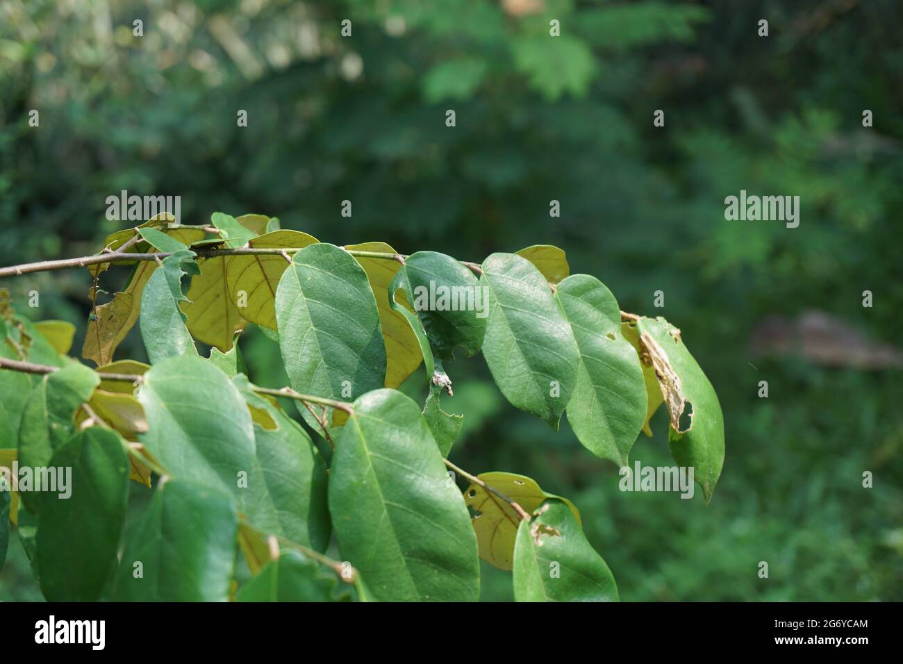 Pterospermum javanicum leaves with a natural background. Indonesian call it wadang Stock Photo ...