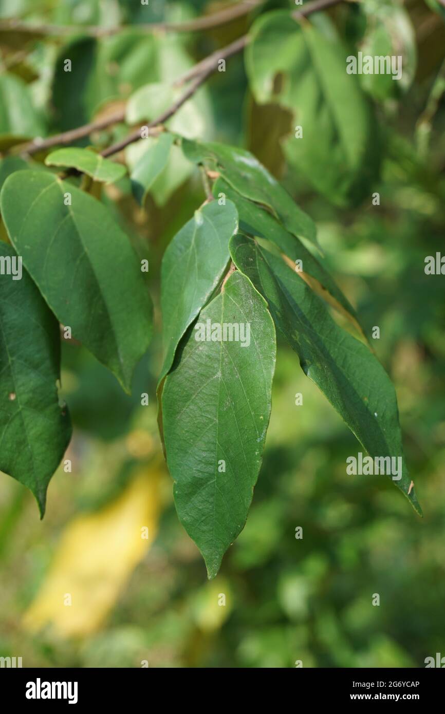 Pterospermum javanicum leaves with a natural background. Indonesian ...
