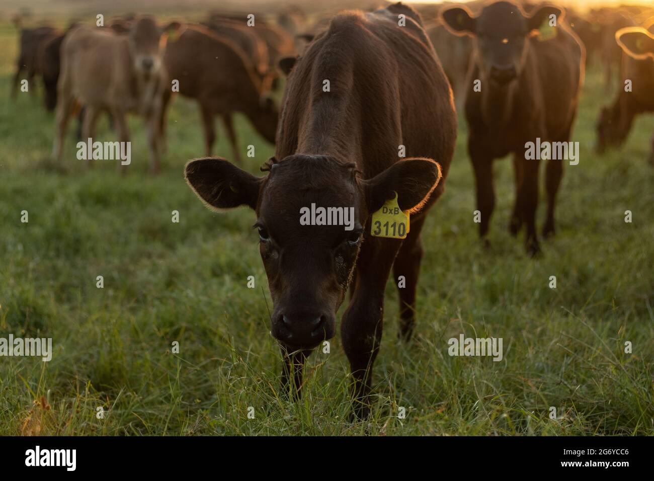 Cattle and calves at sunset Stock Photo - Alamy