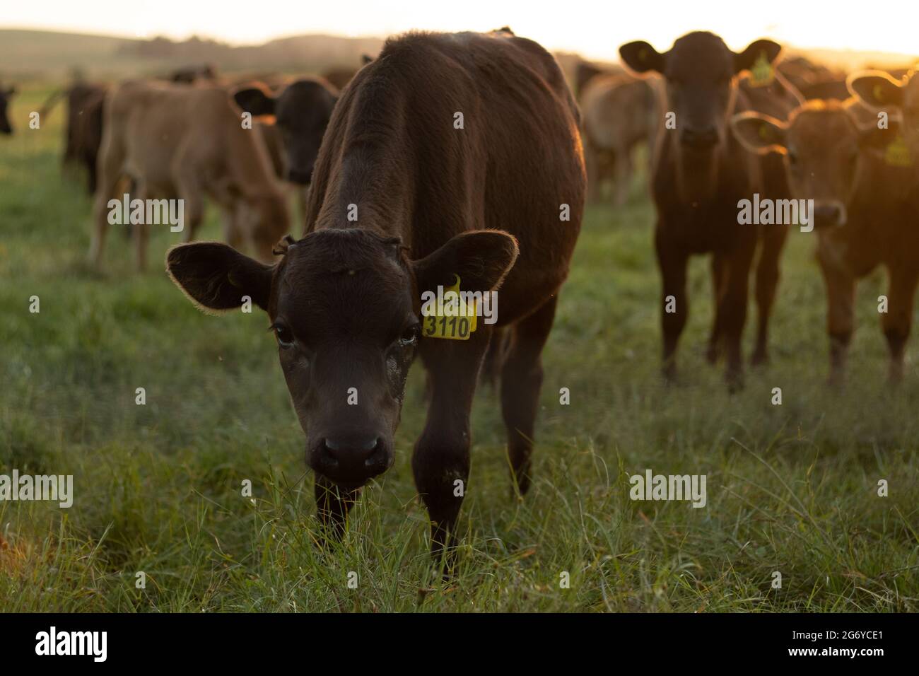 Cattle and calves at sunset Stock Photo - Alamy