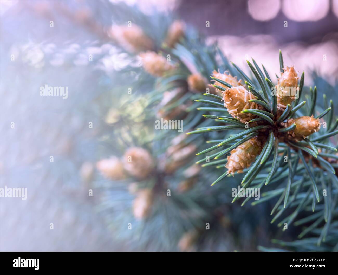 Spruce buds in spring. Pine buds. Christmas tree cones. Background ...