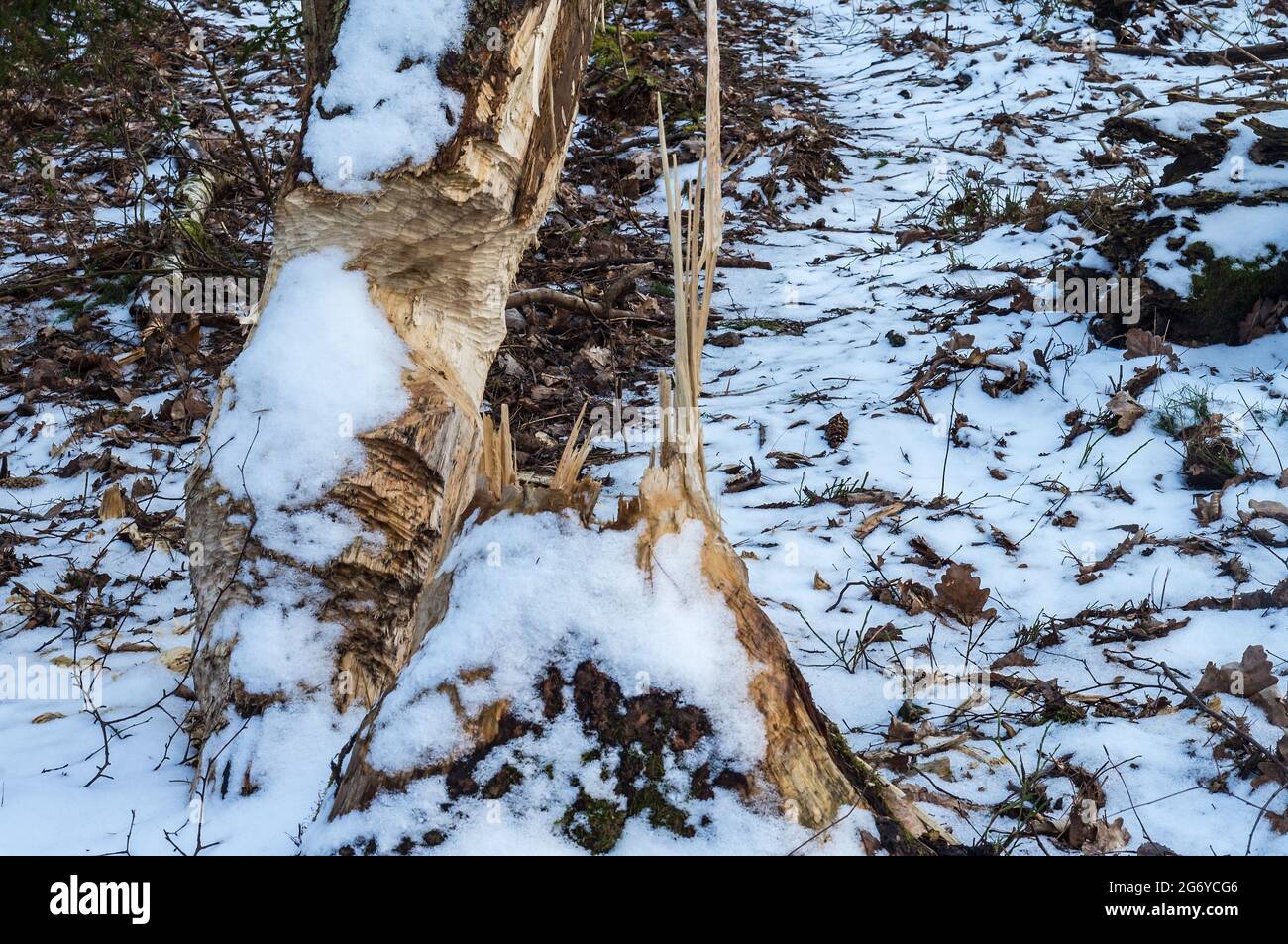 Beavers Den High Resolution Stock Photography and Images - Alamy
