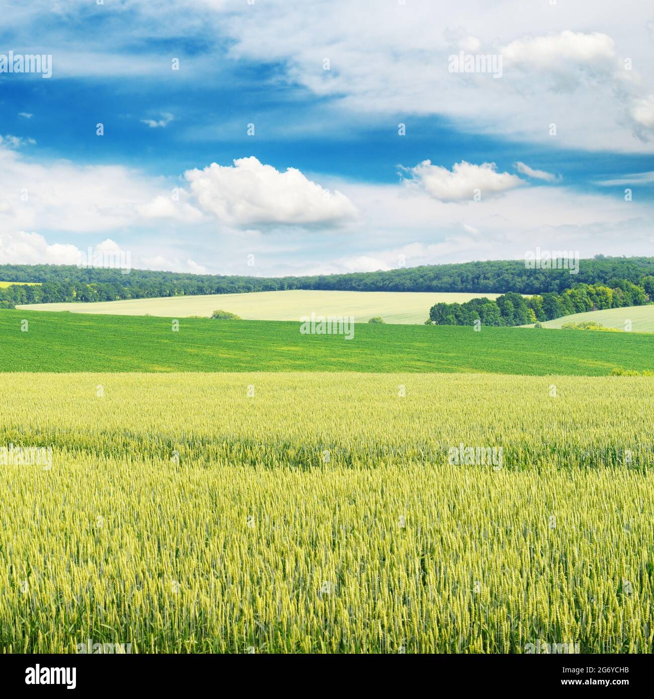 Wheat field and blue sky Stock Photo - Alamy