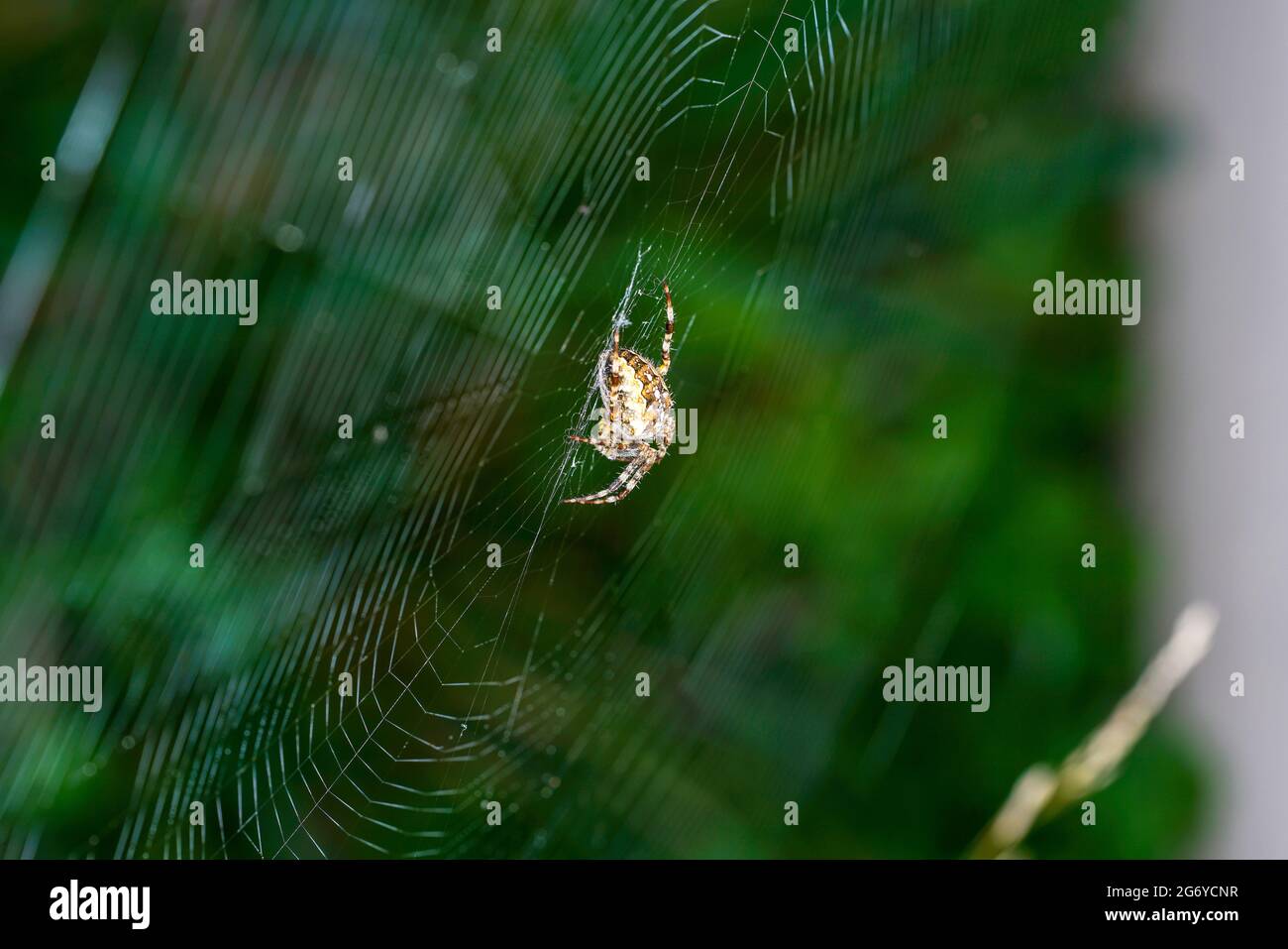 Spiders in Germany with net and taken as macro in best quality Stock ...