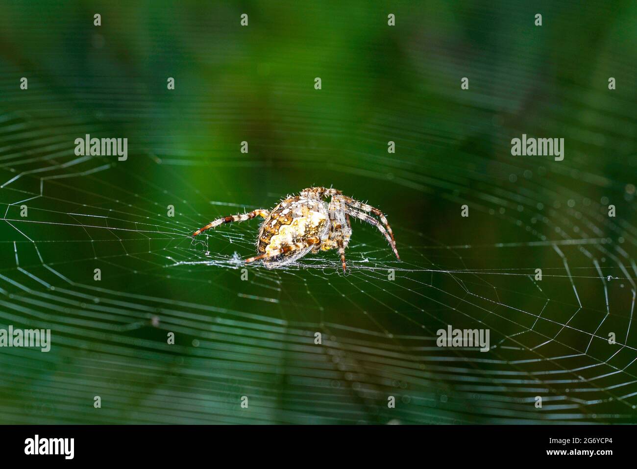 Spiders in Germany with net and taken as macro in best quality Stock ...