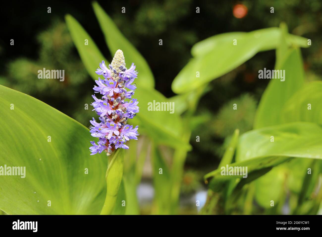 Purple pickerel weed hi-res stock photography and images - Alamy