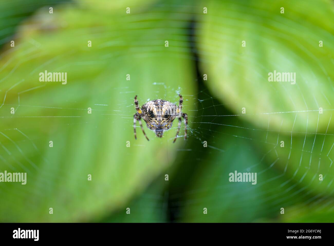 Spiders in Germany with net and taken as macro in best quality Stock ...