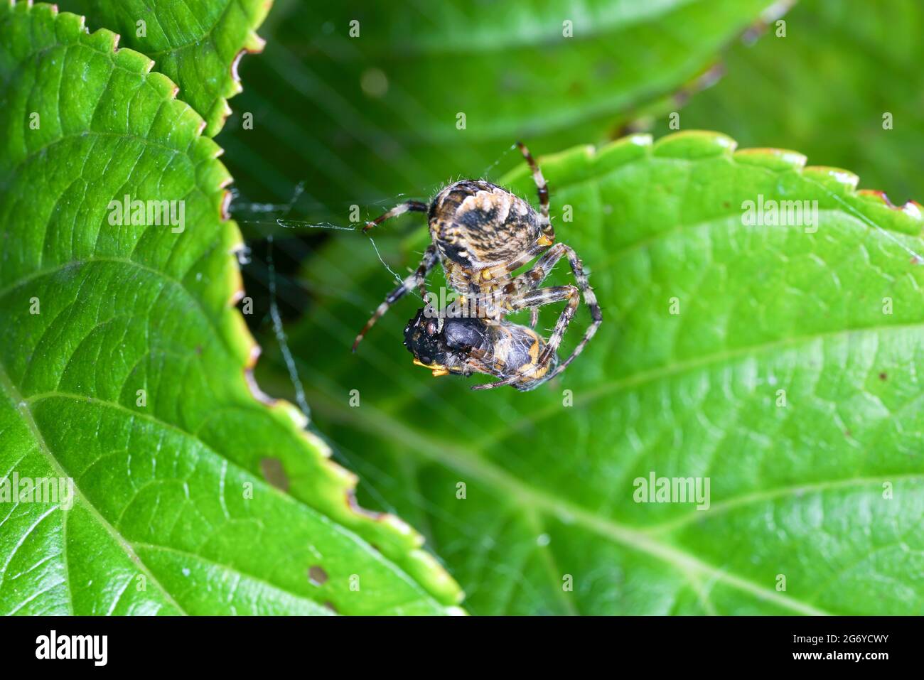 Spiders in Germany with net and taken as macro in best quality Stock ...