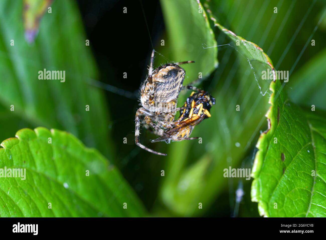 Spiders in Germany with net and taken as macro in best quality Stock ...
