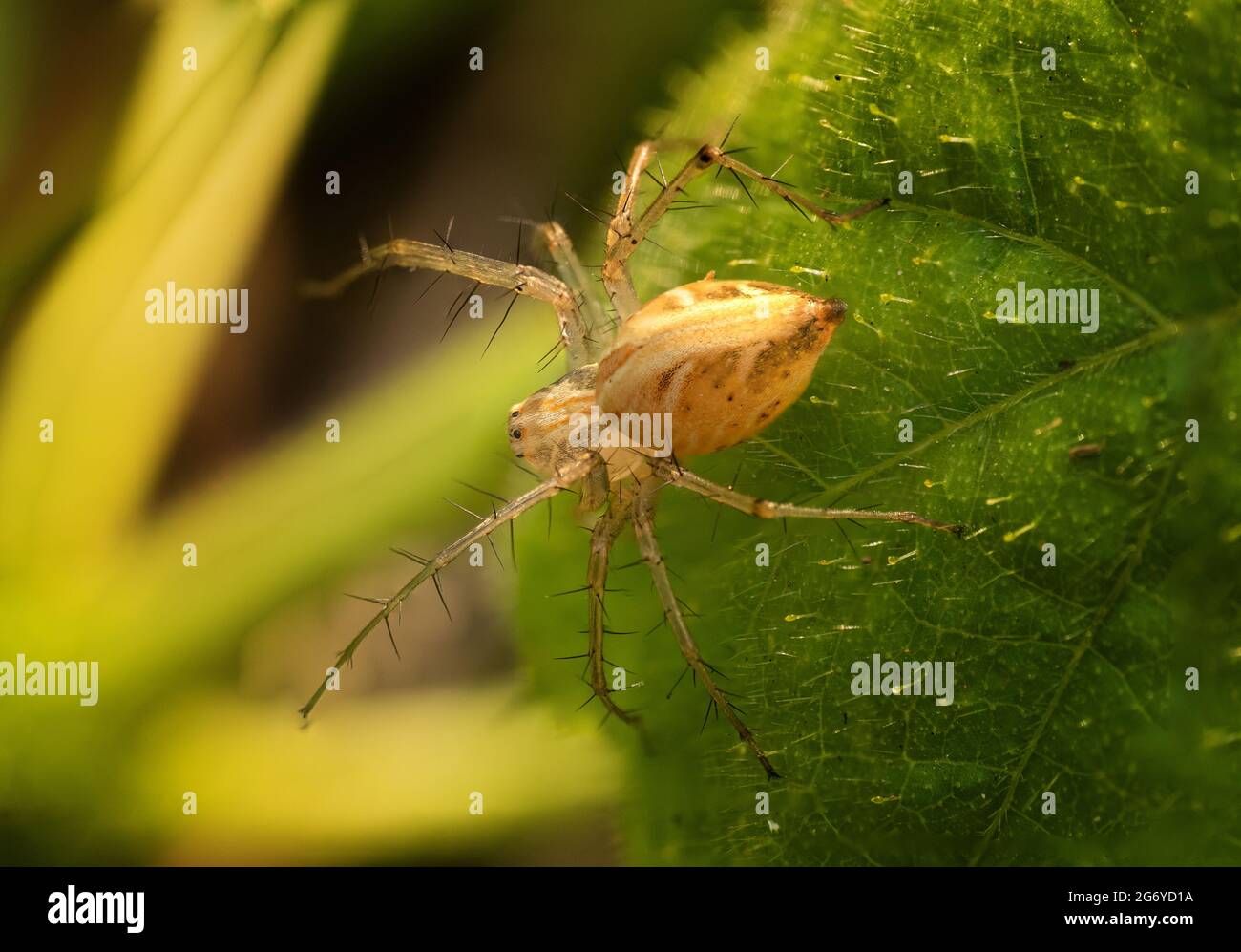 Cute Little Spinny Spider Stock Photo - Alamy